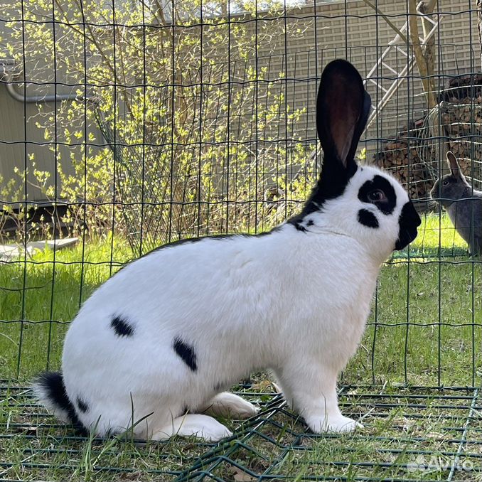 Кролик Немецкий пестрый великан (Строкач)