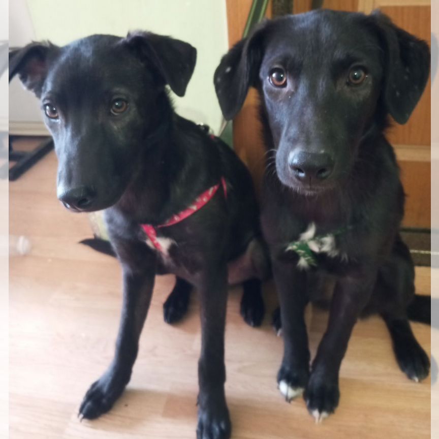 Щенок в добрые руки