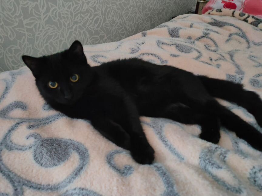 Котик