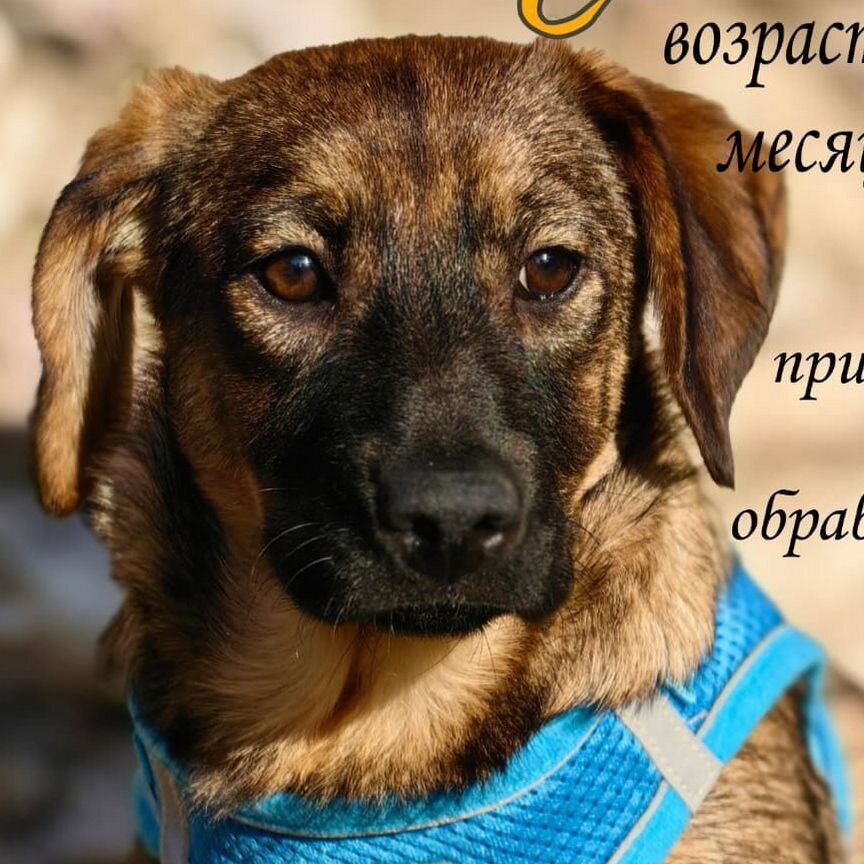 Щенок в добрые руки