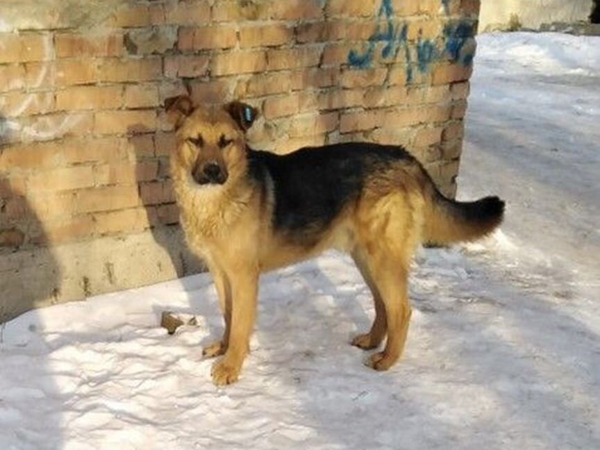 Отдам молодого овчаристого кобеля. Кастрат