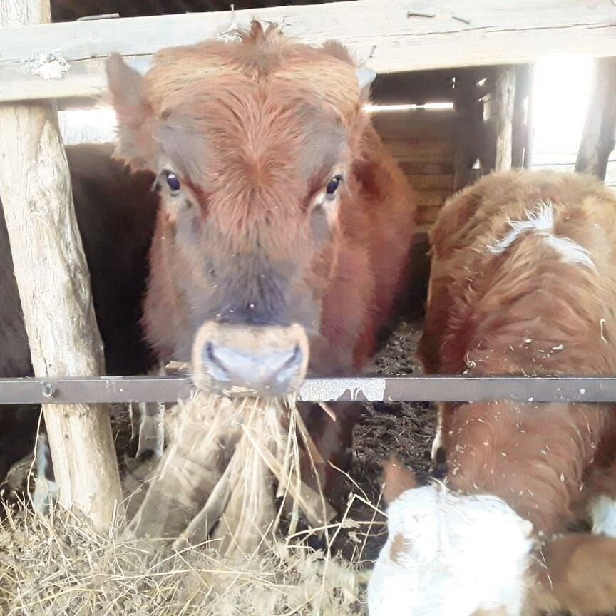 Сено разнотравье