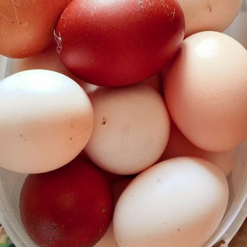 Инкубационное яйцо кур