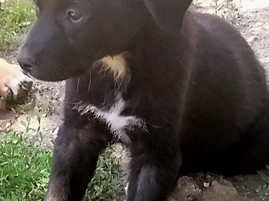 Милый щенок в добрые руки