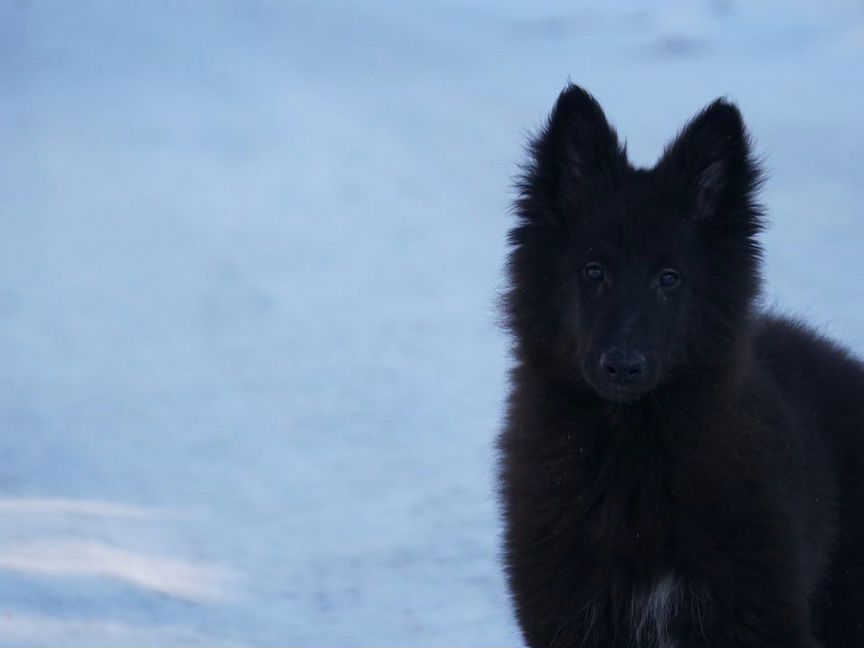Грюнендаль.Шикарная девочка от чемпионов