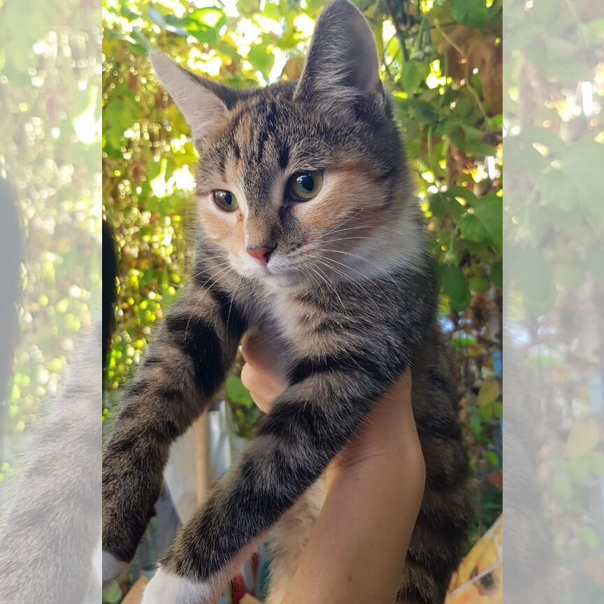 Трехцветная кошечка на счастье в дар