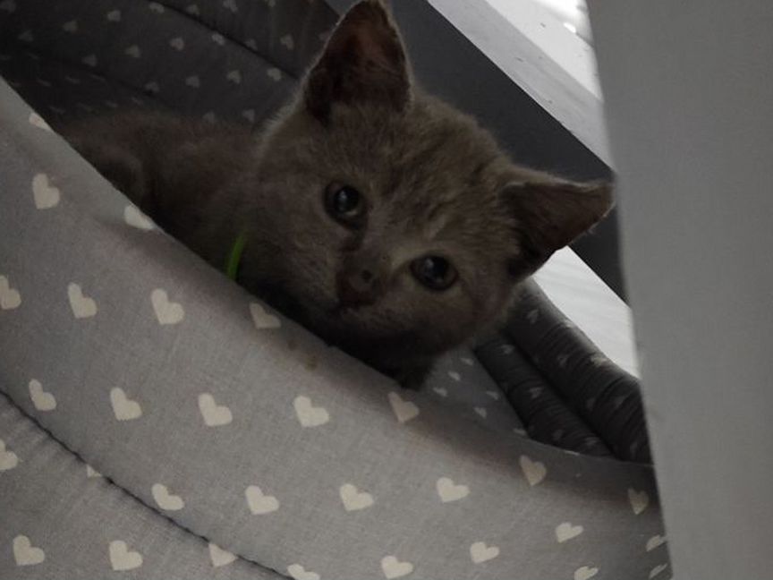 Отдам бесплатно котёнка 3 месяца, породистого