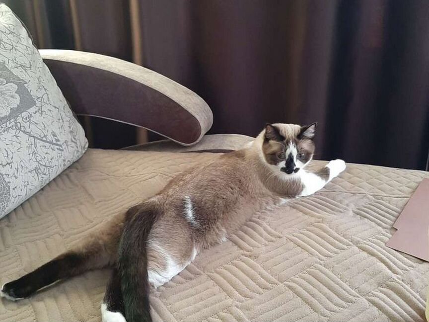 Отдадим домашнюю кошку в хорошие руки