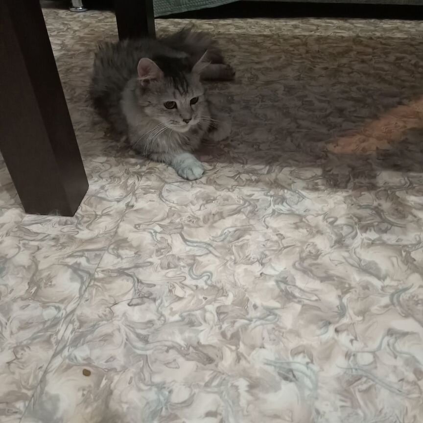 Отдам кошечку в добрые руки