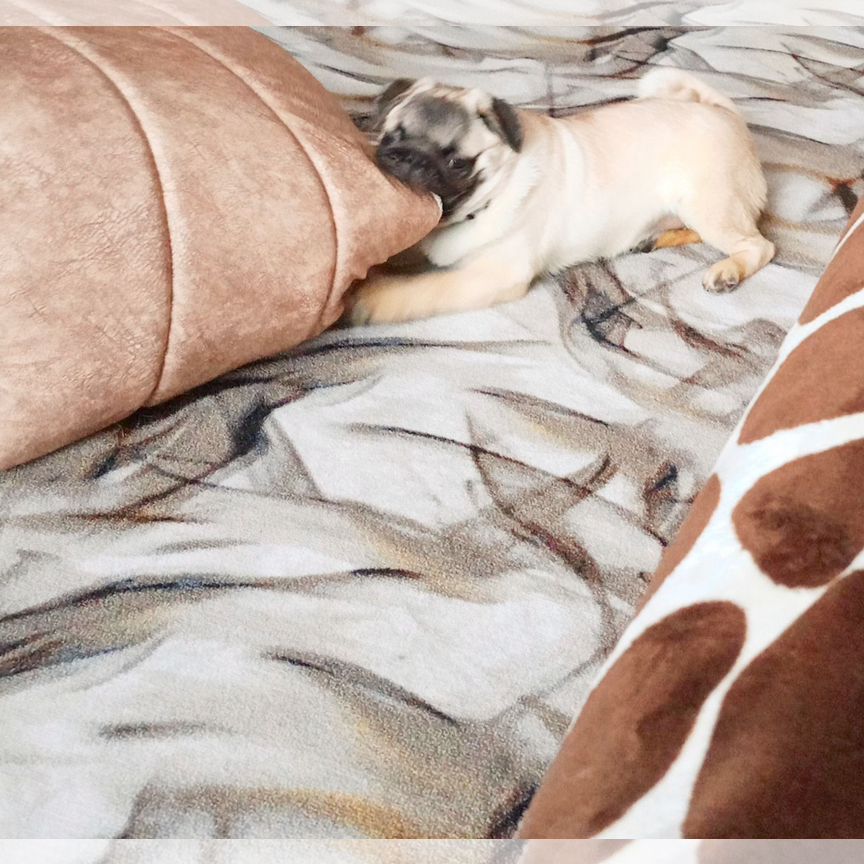 Мопс девочка