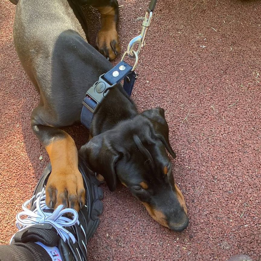 Щенок добермана РКФ