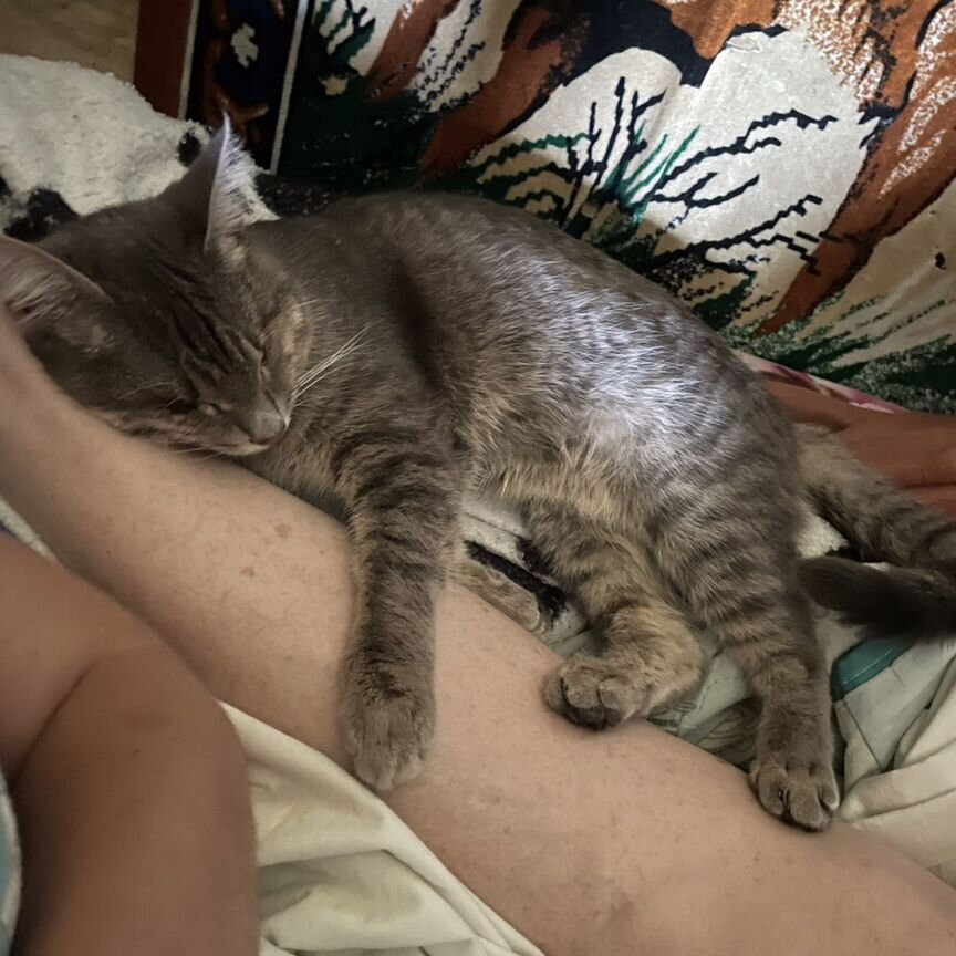 Отдам слепого кота в добрые руки