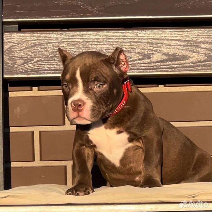 Шоколадная прелесть Американский булли