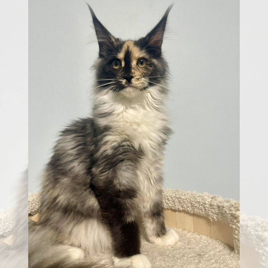 Мейн-кун котёнок