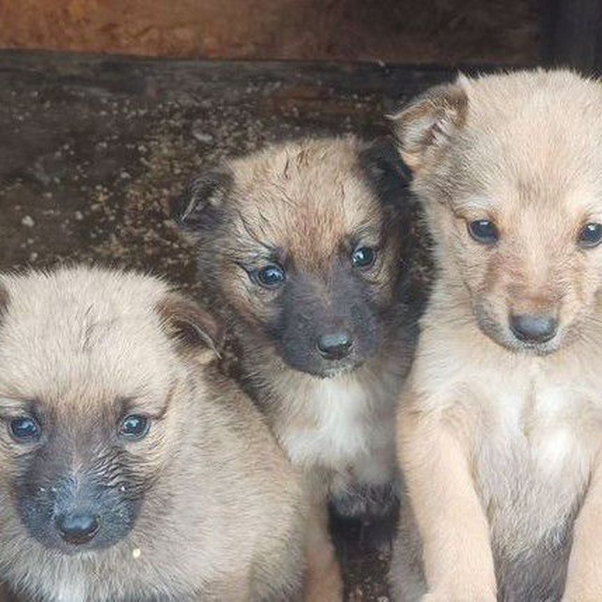 Щенки овчарки