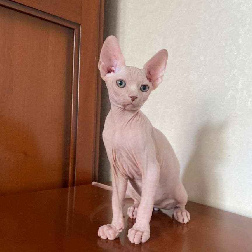 Канадский сфинкс котенок мальчик