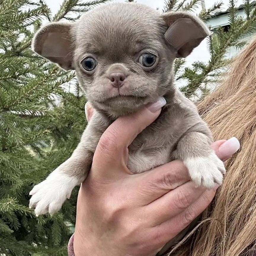 Французский бульдог, щенок