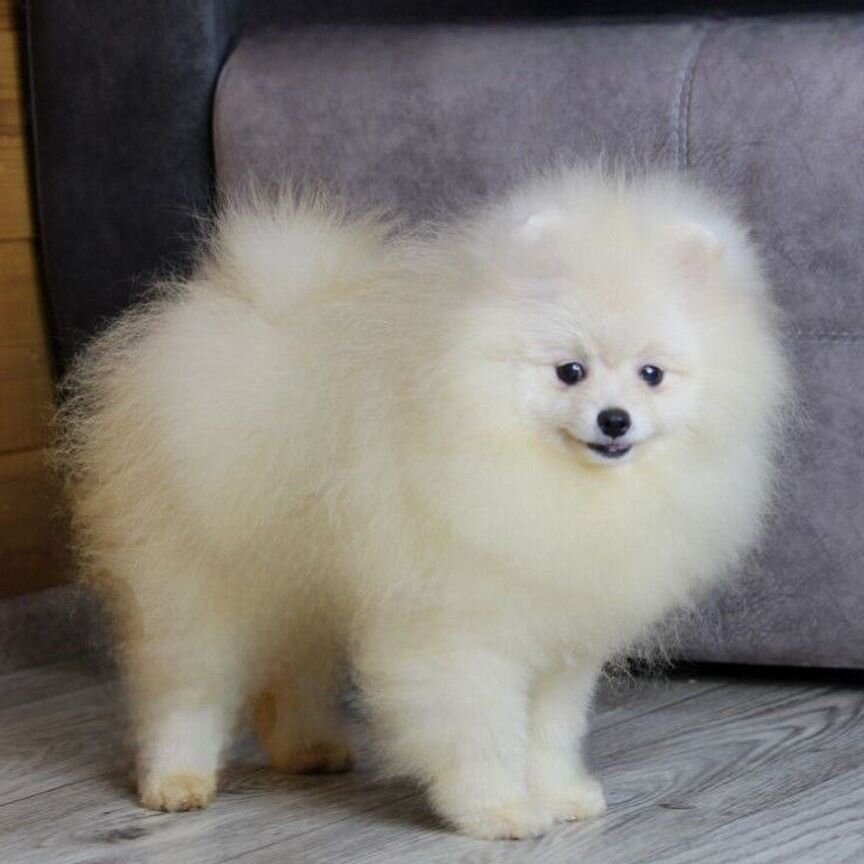 Померанский шпиц, щенок