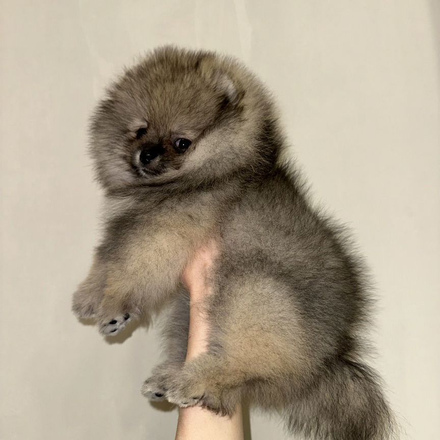 Померанский шпиц мини с документами