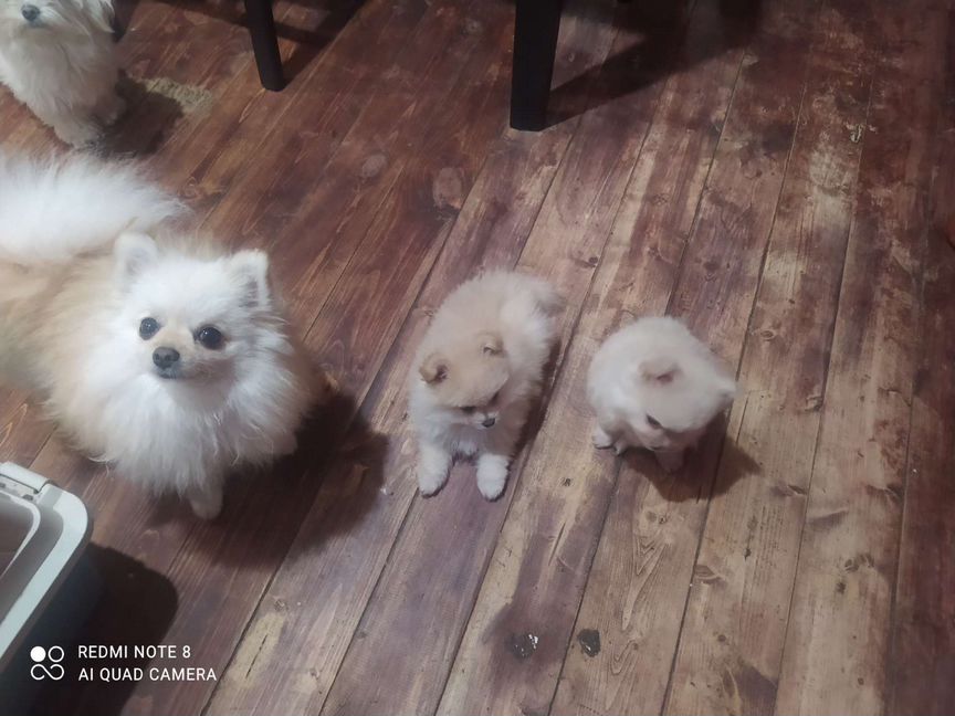 Бронирование щенков шпица красавцев