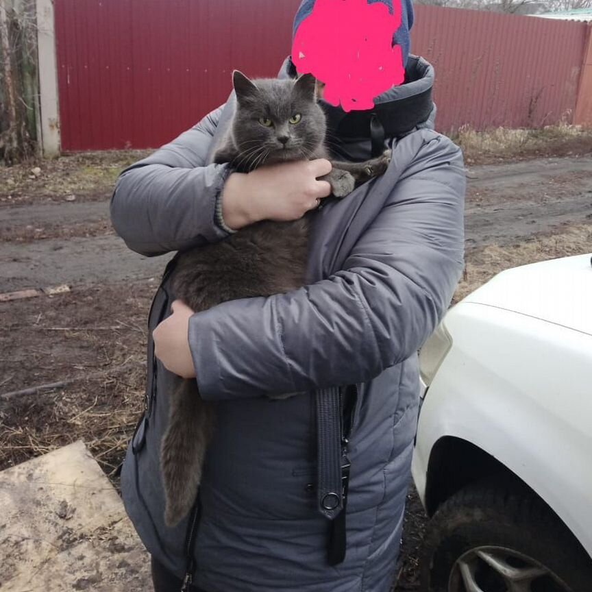 Отдам Британского кота в добрые руки