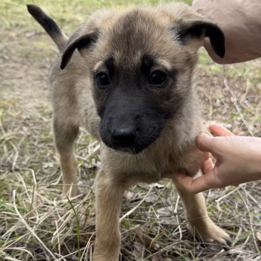 Щенок в добрые руки