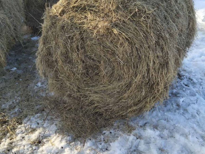 Сено в рулонах