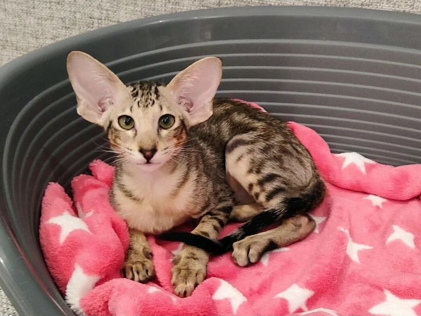 Ориентальный котенок
