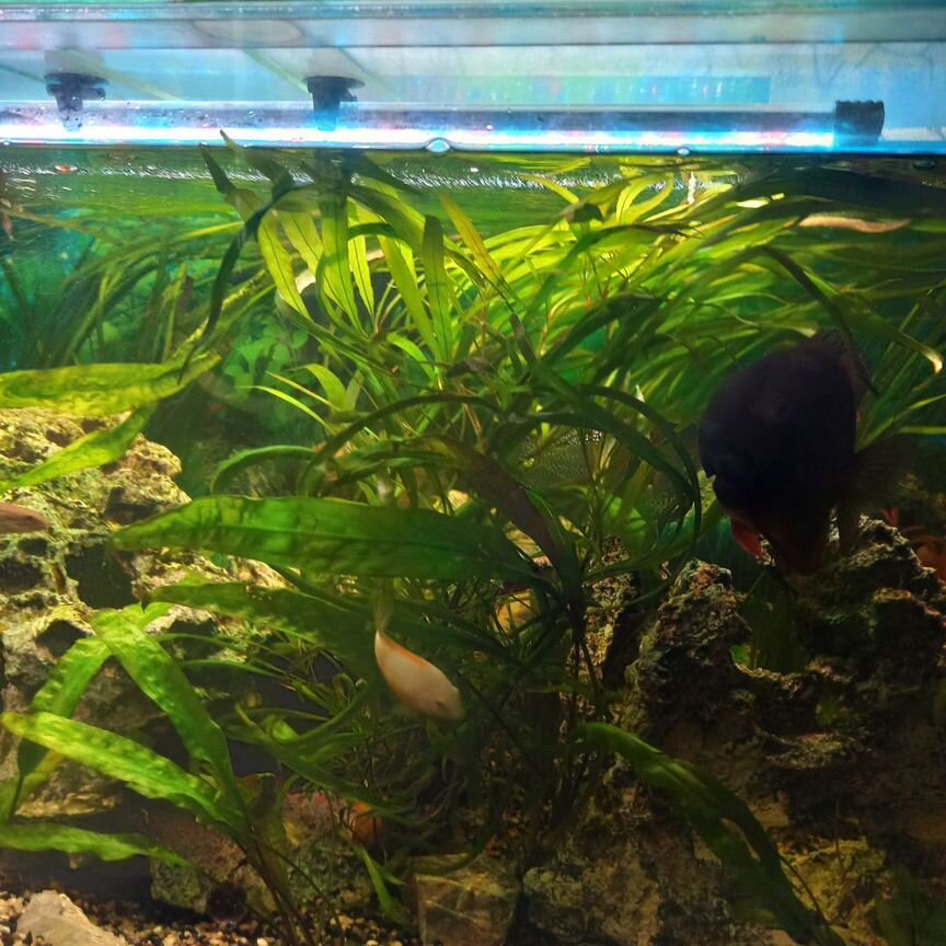 Аквариумное растение