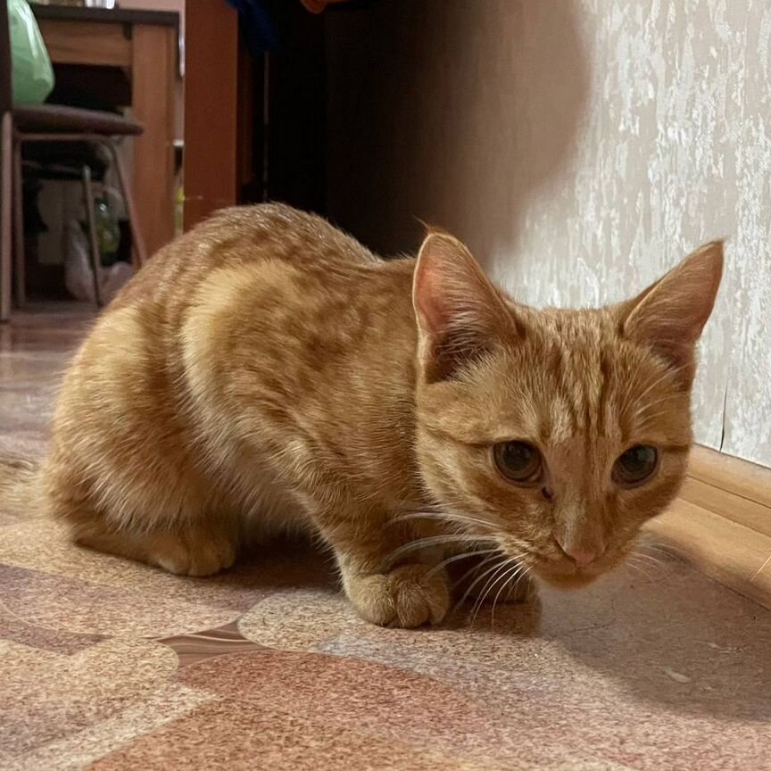 Котёнок в добрые руки