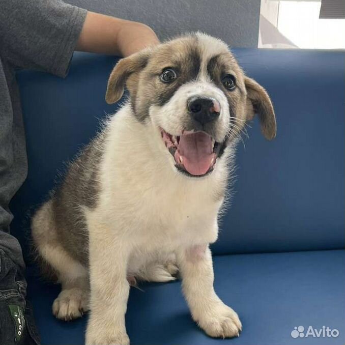 Милый щенок Локи ищет дом