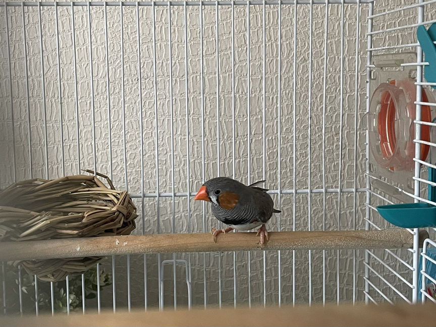 Зебровые амадины