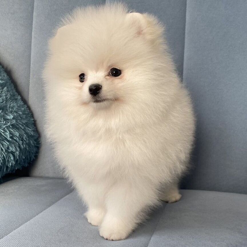 Кремовый шпиц