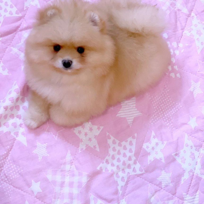 Померанский шпиц кремовый мальчик