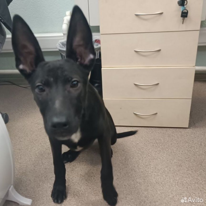 Шикарный щенок