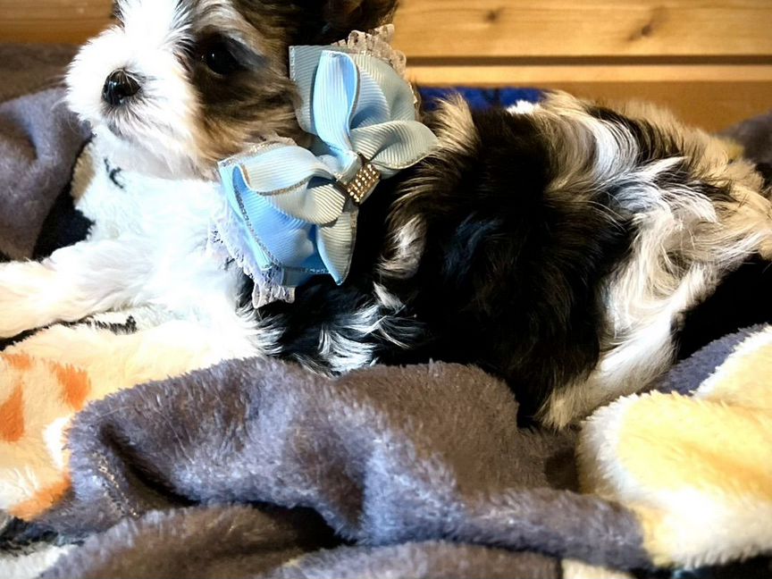 Бивер мимишечка