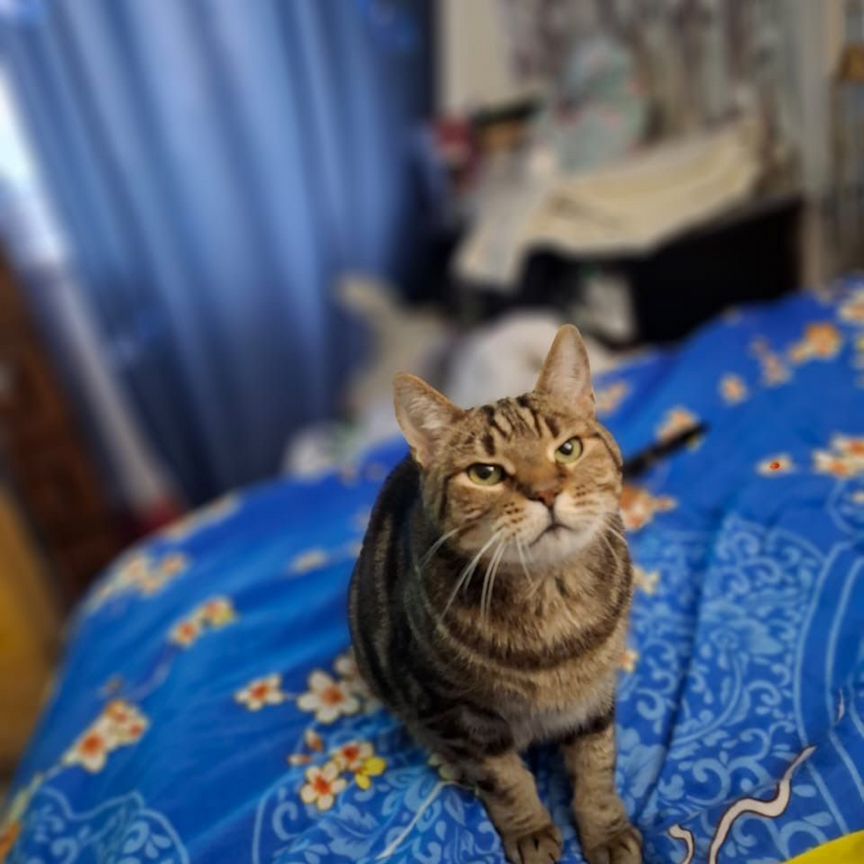 Кот и кошка в хорошие руки
