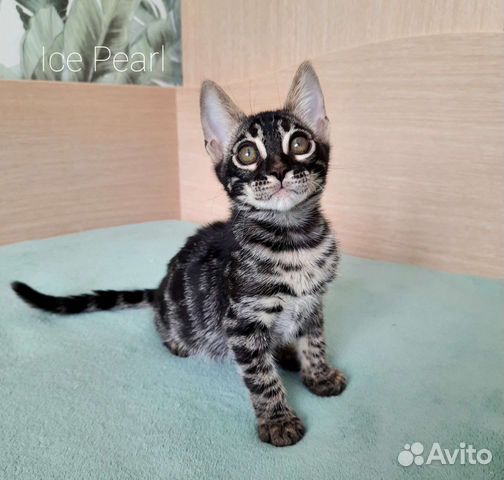 Угольная девочка