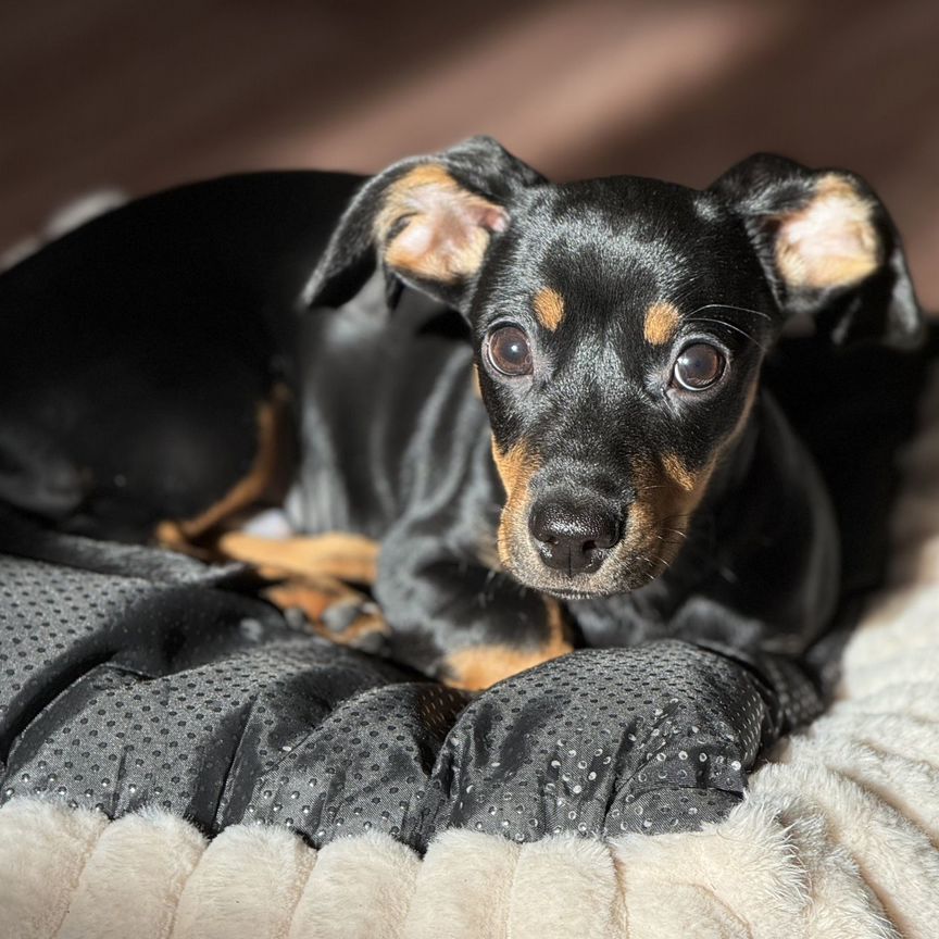 Кроличья такса, щенок