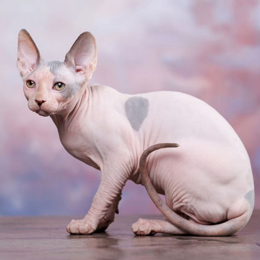 Канадский сфинкс котёнок