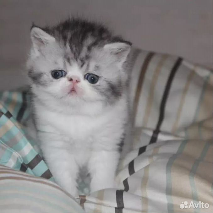 Подрощенные экзоты кот и кошка