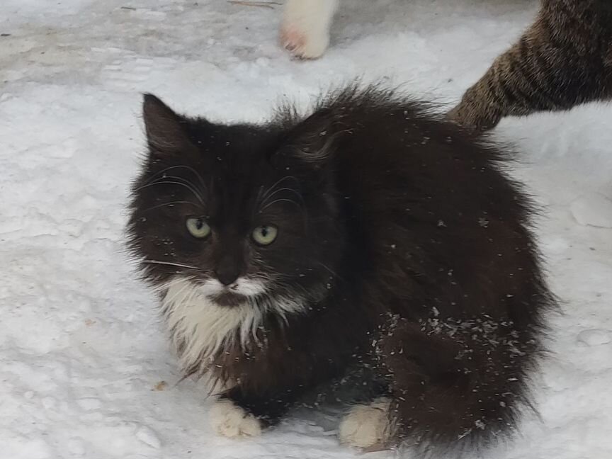 Бездомные котята дачники, полная безнадёга