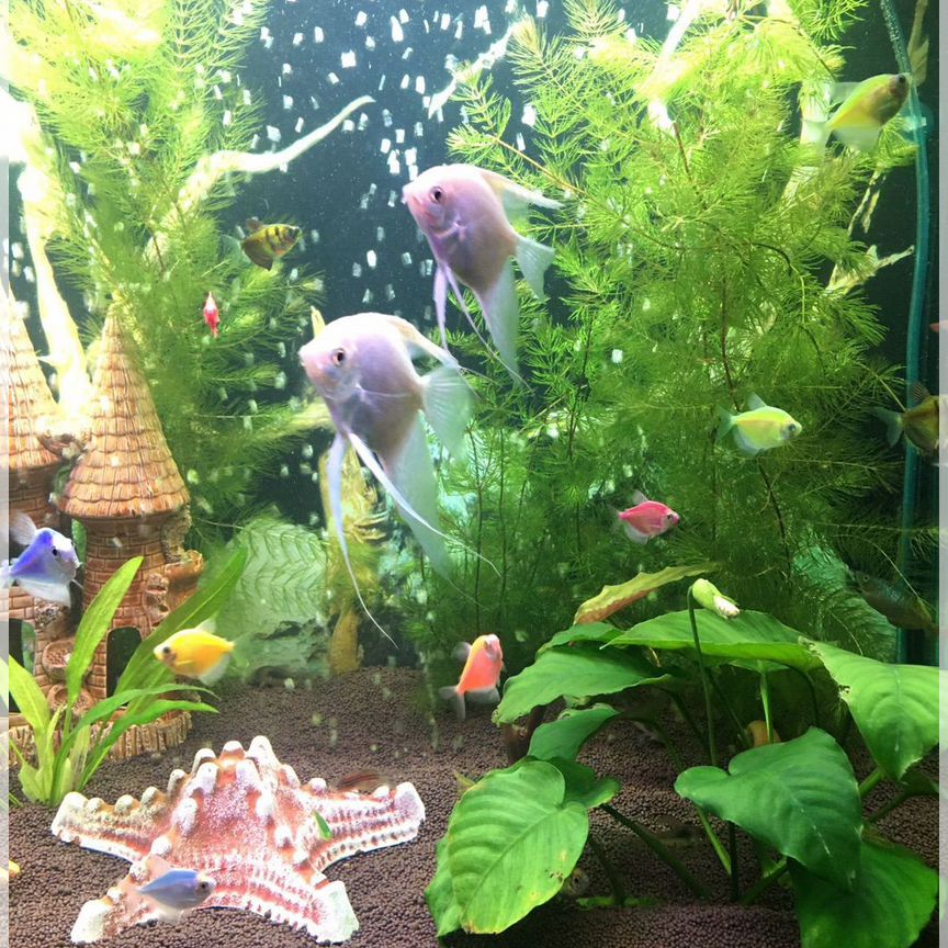 Скалярии,тернеции