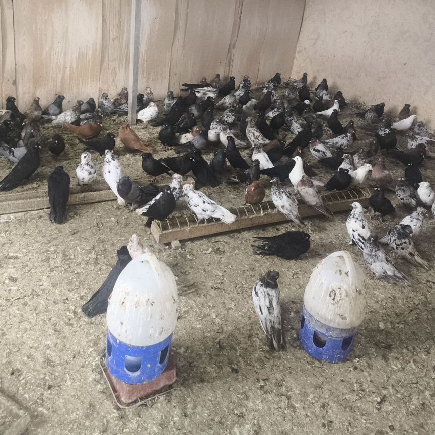 Продажа бакинских голубь
