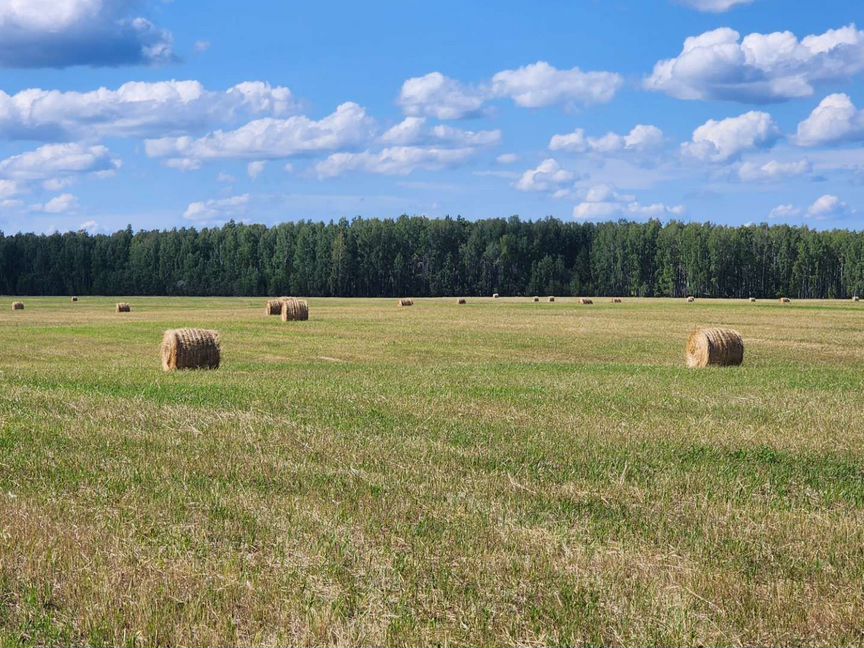 Сено в рулонах 2023