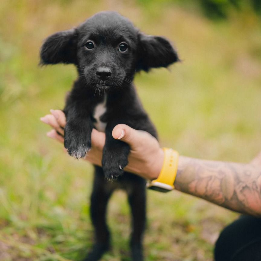 Собака в добрые руки