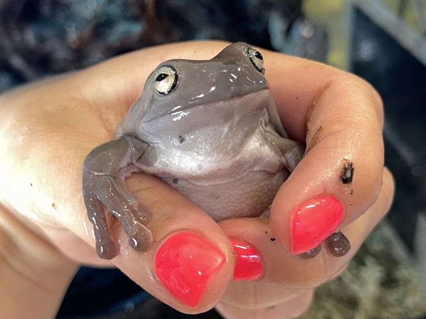 Готовый комплект с лягушкой