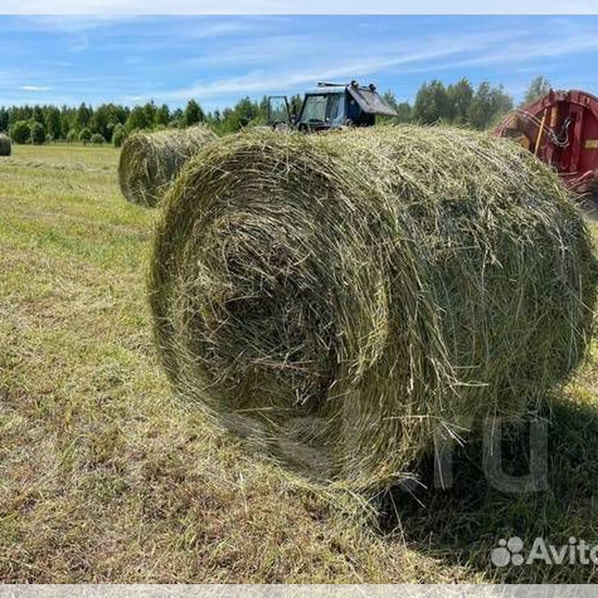 Продам сено в рулонах
