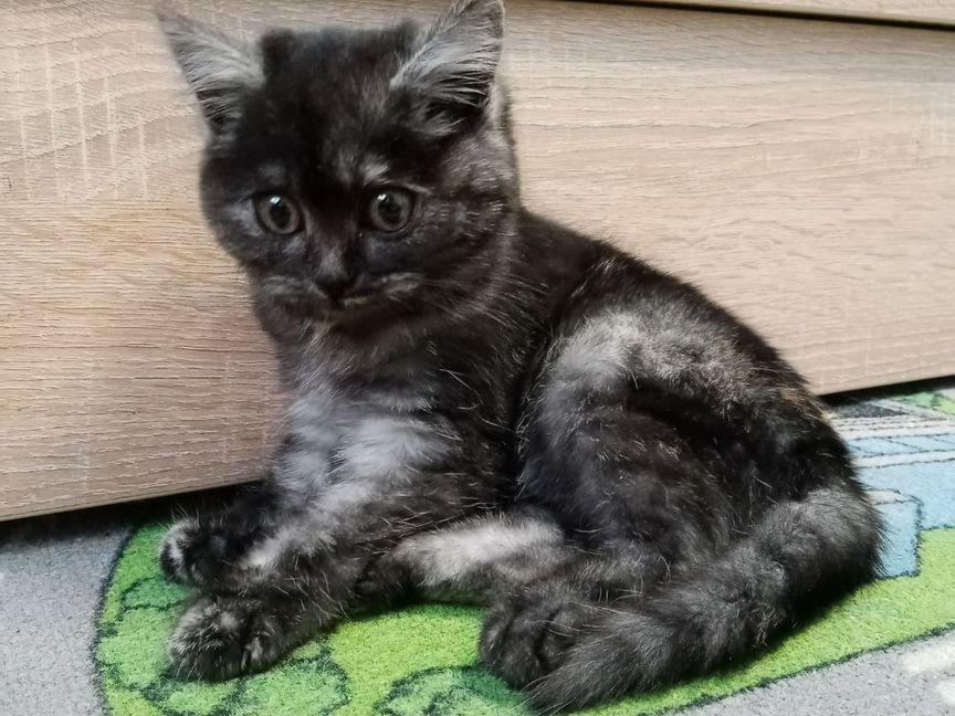 Шотландский котёнок