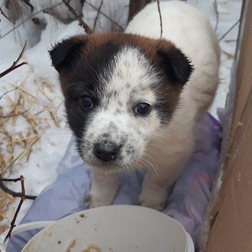 Щенок в добрые руки